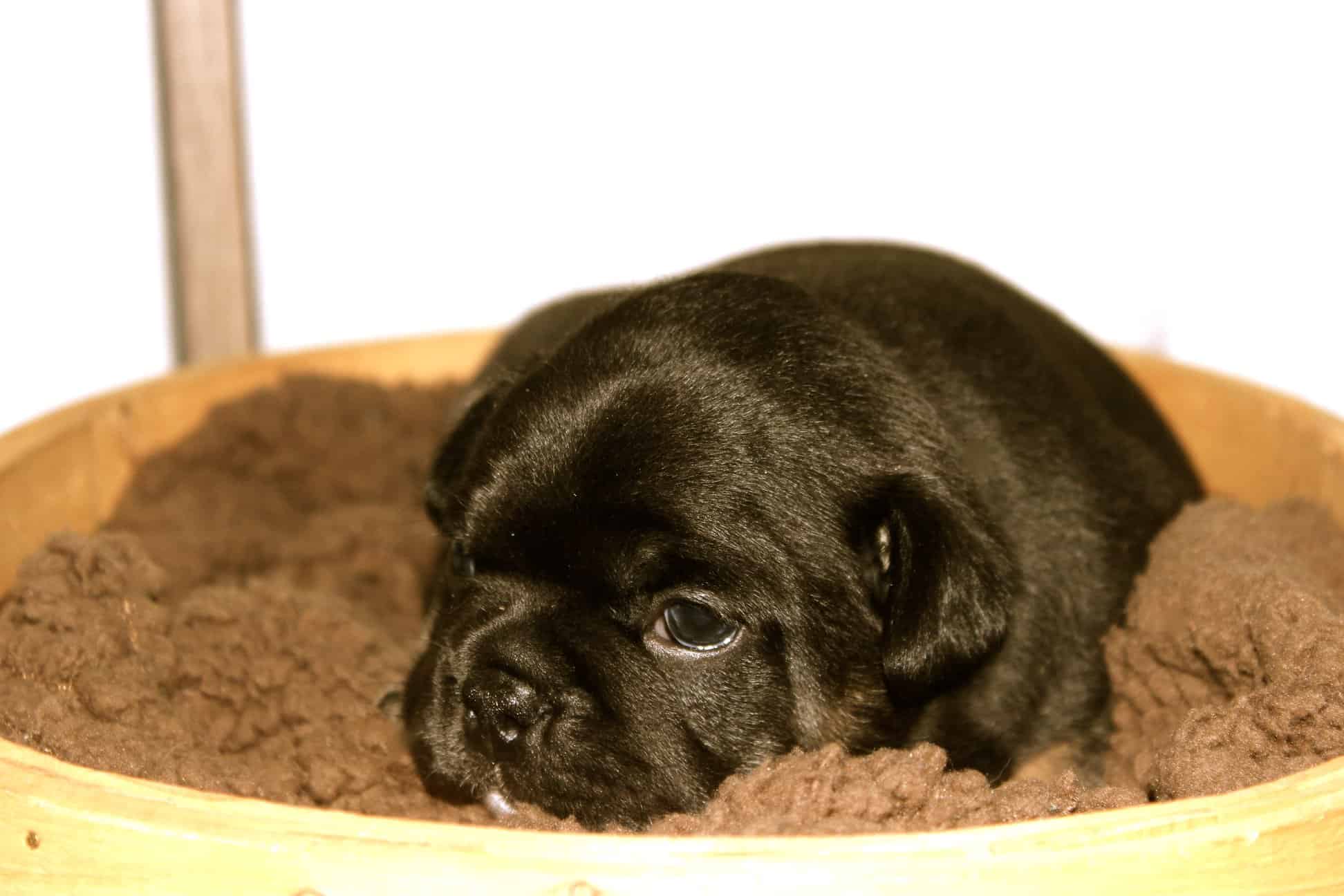 Gallery - KING'S ROYAL FRENCHIES