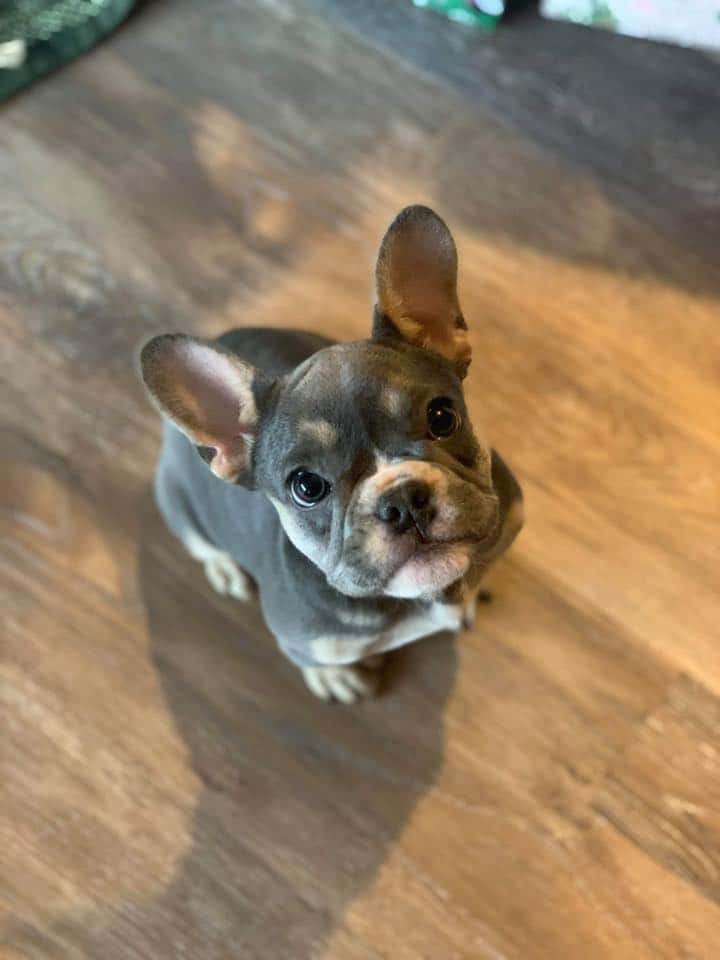 King's Royal Frenchies - Best French Bulldog Breeder in Dayton, Ohio